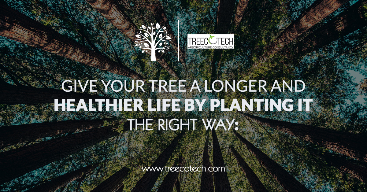 Give Your Tree a Longer and Healthier Life by Planting it the Right Way