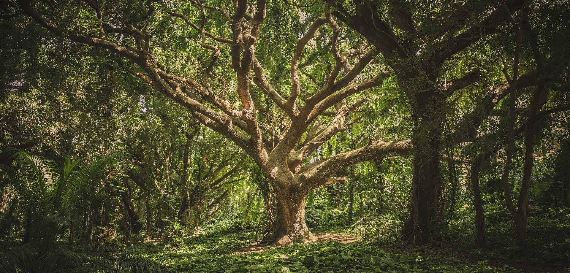 Treecotech: Tree Risk Assessment | Tree Risk Management