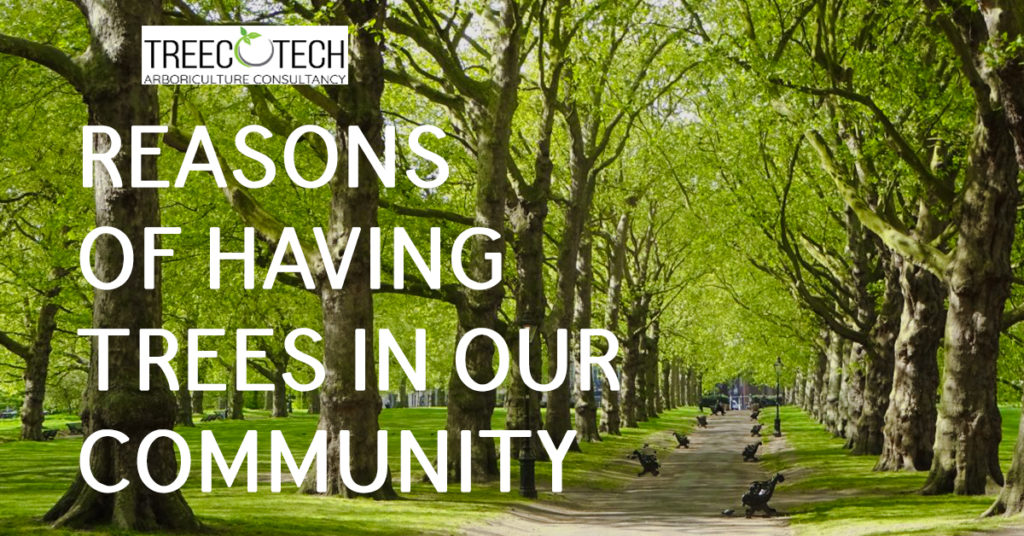 Why should we Have Lots of Trees in our Community?
