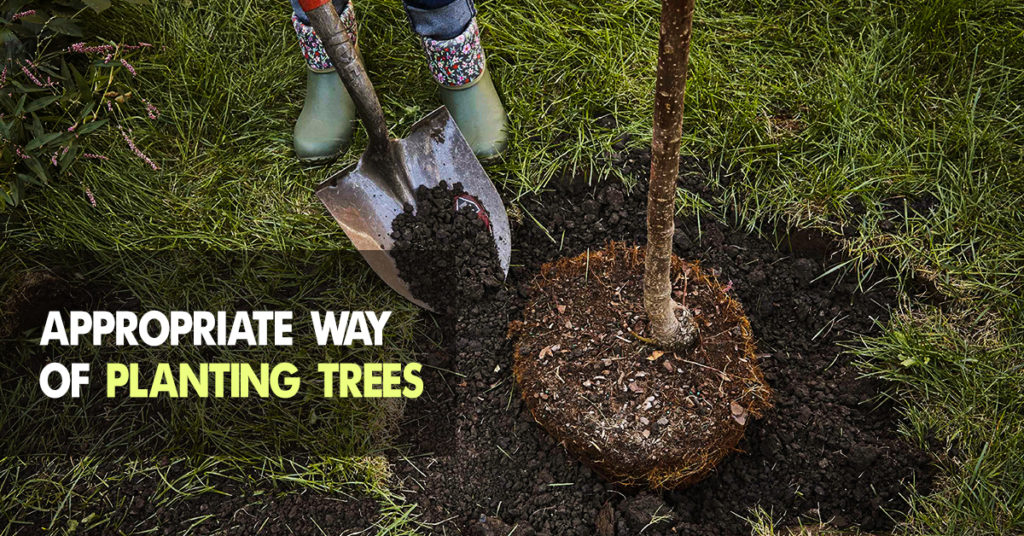 Appropriate Way of Planting Trees - TreeCoTech