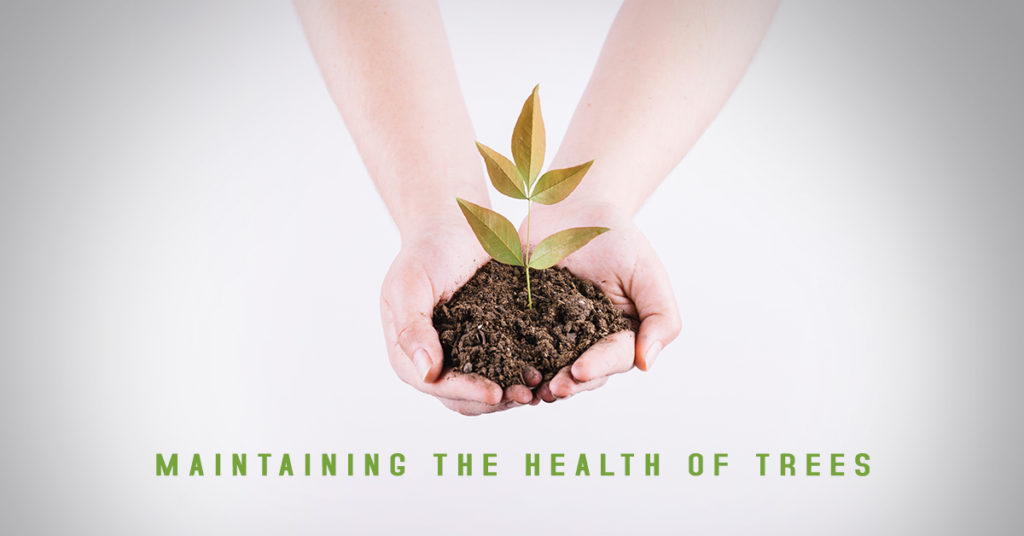 Quick Steps to Evaluate and Monitor the Health of the Trees - TreeCoTech