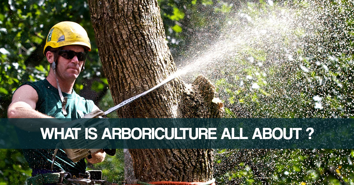 What is Arboriculture All About? - TreeCoTech
