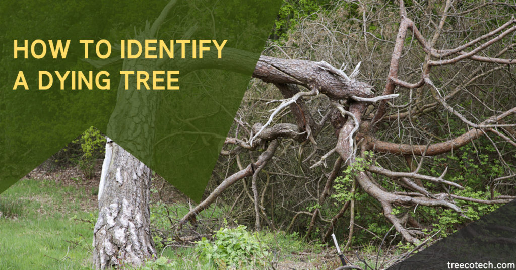 How to Identify a Dying Tree - TreeCoTech