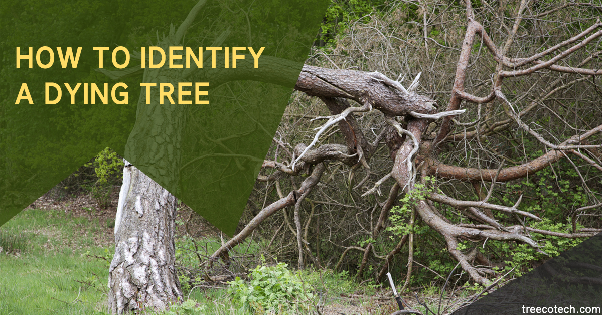 How to Identify a Dying Tree - TreeCoTech