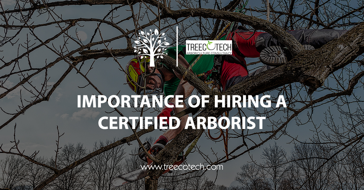 Importance of Hiring a Certified Arborist By Treecotech