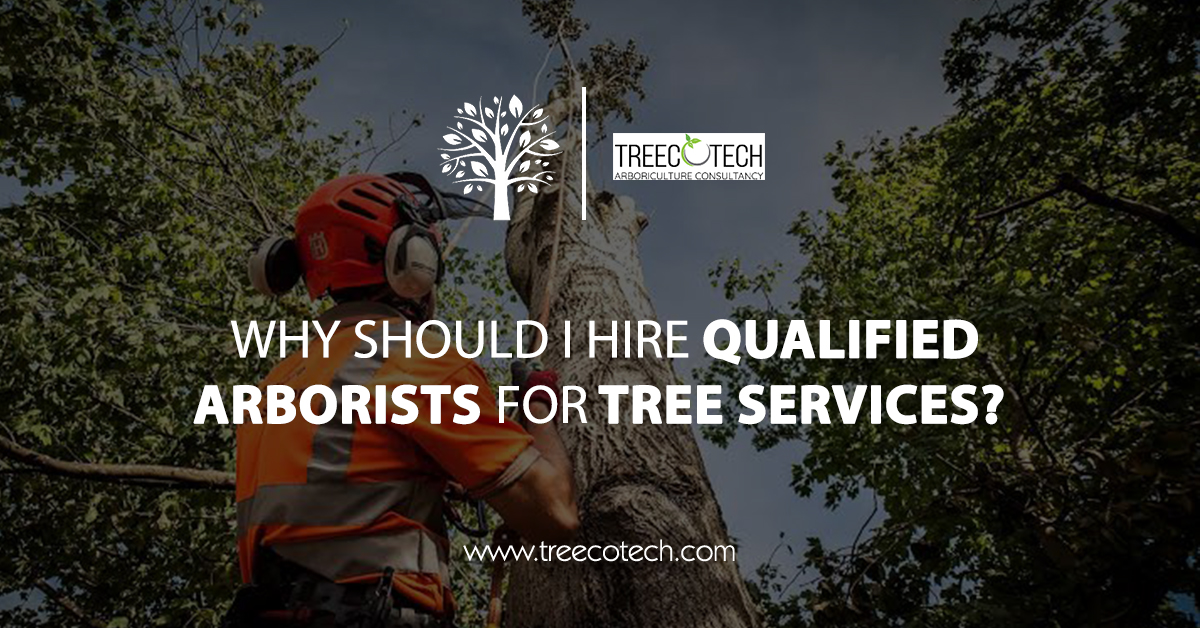 Why Should I Hire Qualified Arborists for Tree Services?