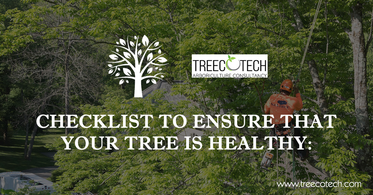 Checklist to Ensure That Your Tree is Healthy: Treecotech