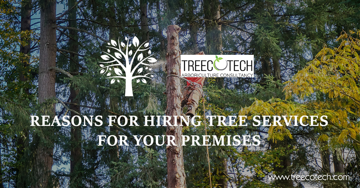 Reasons for Hiring Tree Services for Your Premises: Treecotech
