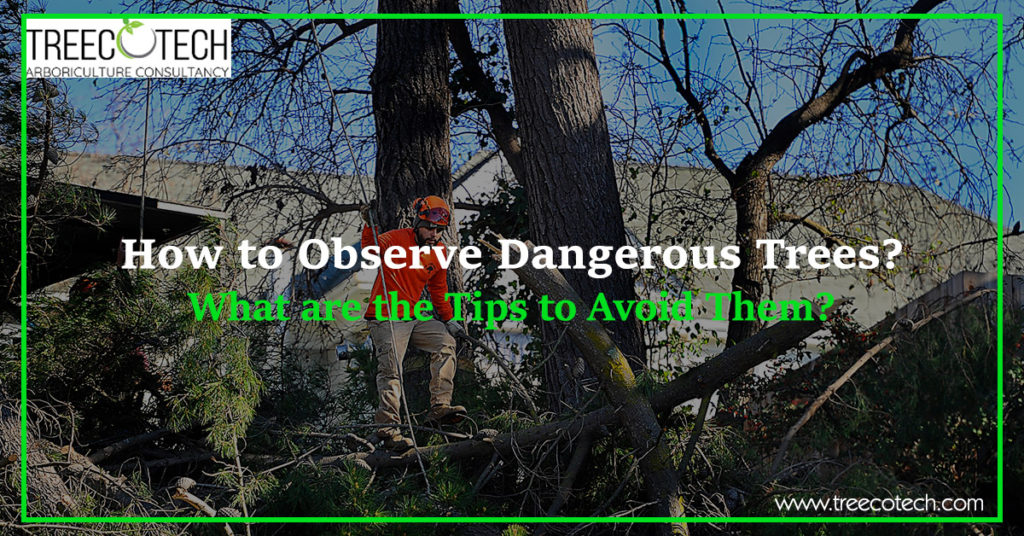 How to Observe Dangerous Trees? What are the Tips to Avoid Them ...