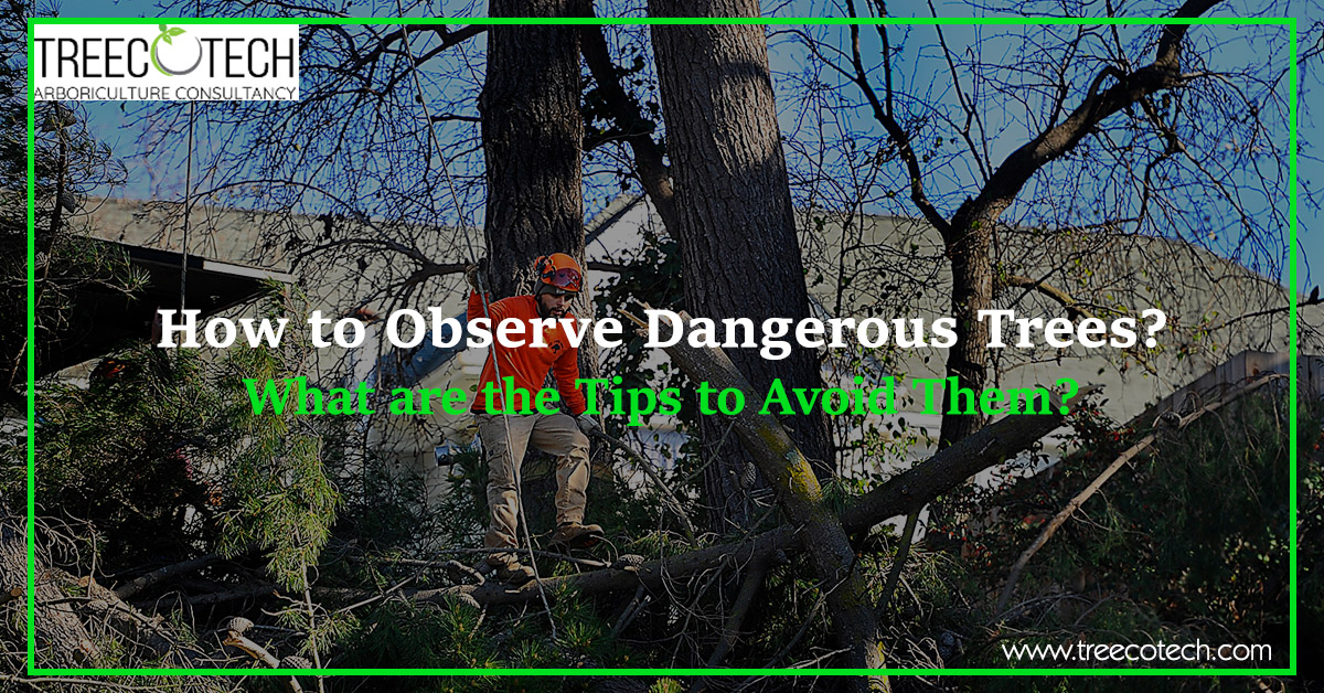 How to Observe Dangerous Trees? What are the Tips to Avoid Them ...
