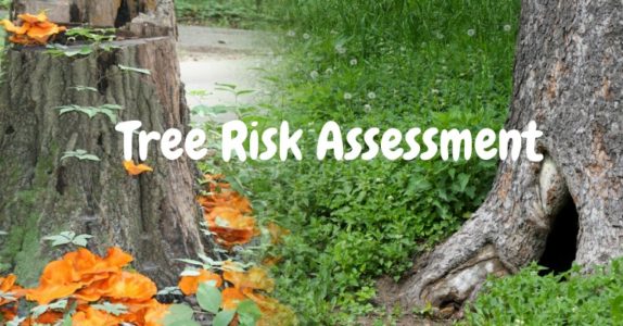 Tree Risk Assessment Services in India | Tree Risk Assessment Company.