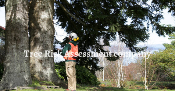 Tree Risk Assessment Company | Tree Risk Assessment Services in India