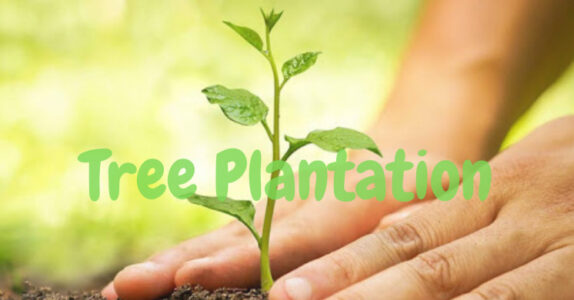 Understanding the Process of Tree Planting Activity - TreeCoTech