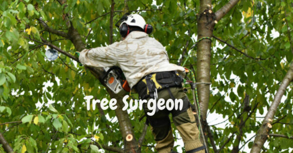 Who is a Tree Surgeon? - TreeCoTech